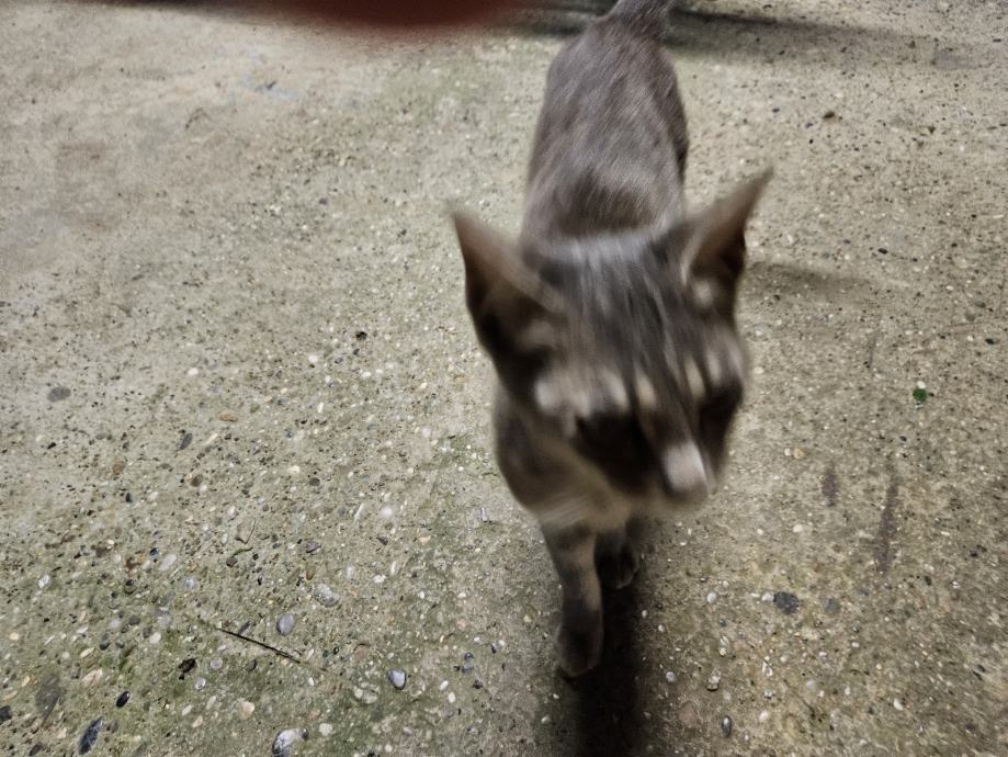 Poklanjam muškog mačka