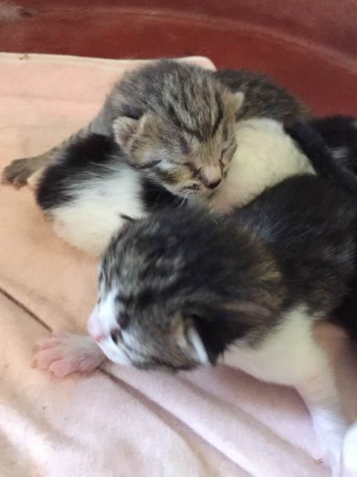 Poklanjamo male mace