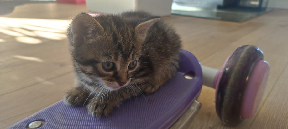 Poklanjamo male mace! (REZERVIRANO)