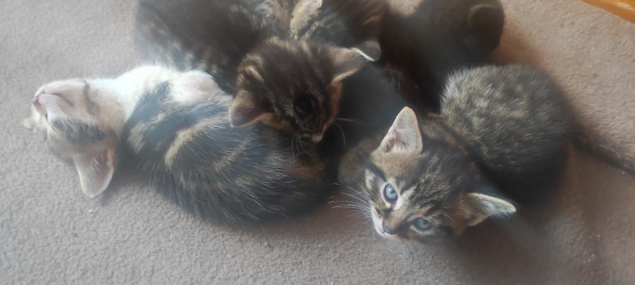 Poklanjamo male mace! (REZERVIRANO)