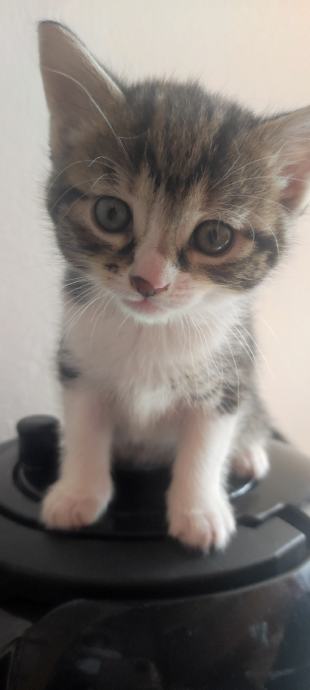 Poklanjamo male mace! (REZERVIRANO)