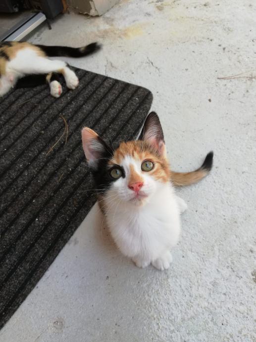 Poklanjamo prekrasne male mace u Trogiru