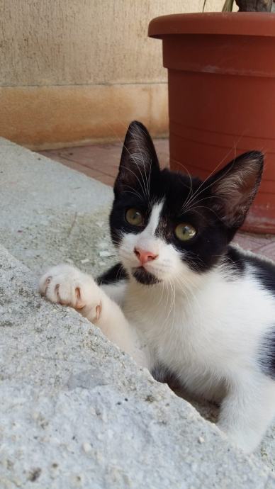 Poklanjamo prekrasne male mace u Trogiru