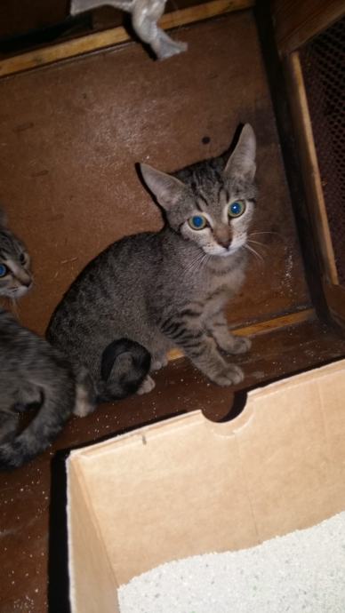 Poklanjamo prekrasne male mace u Trogiru