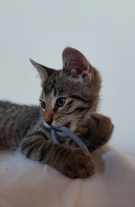 Poklanjamo tigraste mace