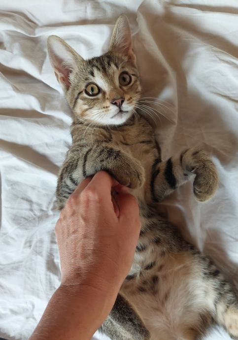 Poklanjamo tigraste mace