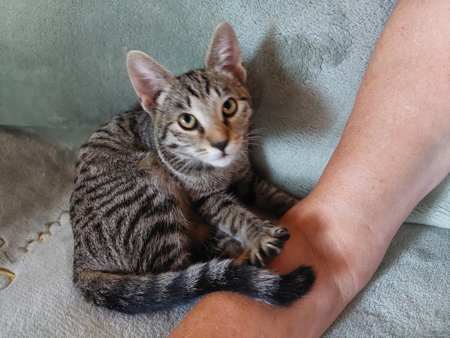 Poklanjamo tigraste mace