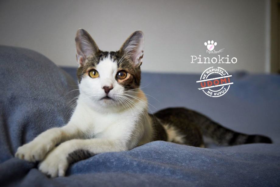 PRAVA ŠAPA: PINOKIO