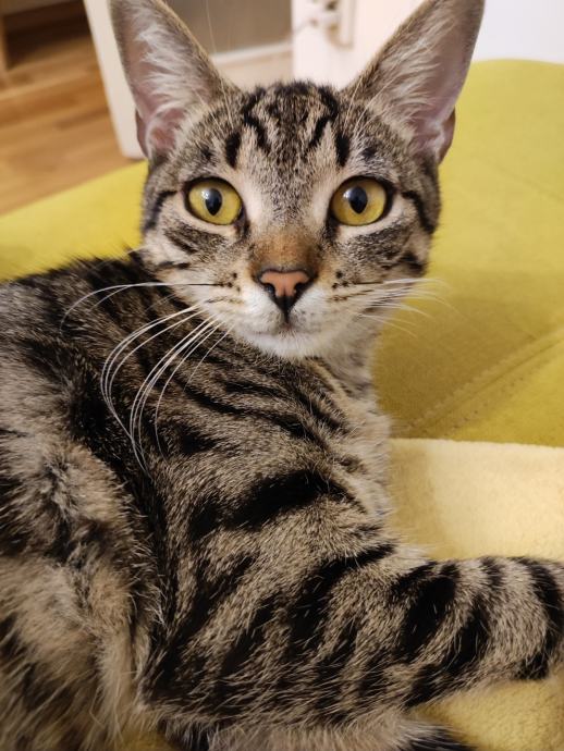 Predivna maca Freya trazi trajni dom