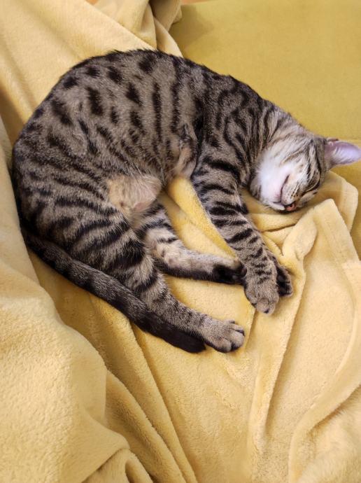 Predivna maca Freya trazi trajni dom