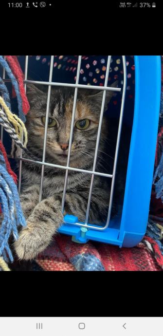 PREDIVNA MACA TRAŽI DOM!