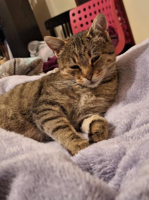 Predivna mlada preumiljata maca Misty traži dom! Kastrirana