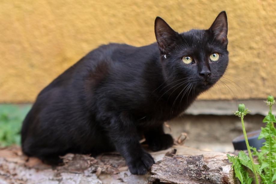 Predivni crni Luigi traži udomitelje :) Cijepljen i docjepljen!