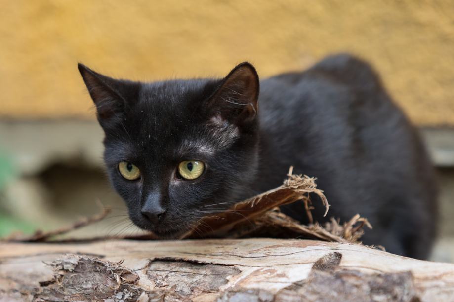 Predivni crni Luigi traži udomitelje :) Cijepljen i docjepljen!