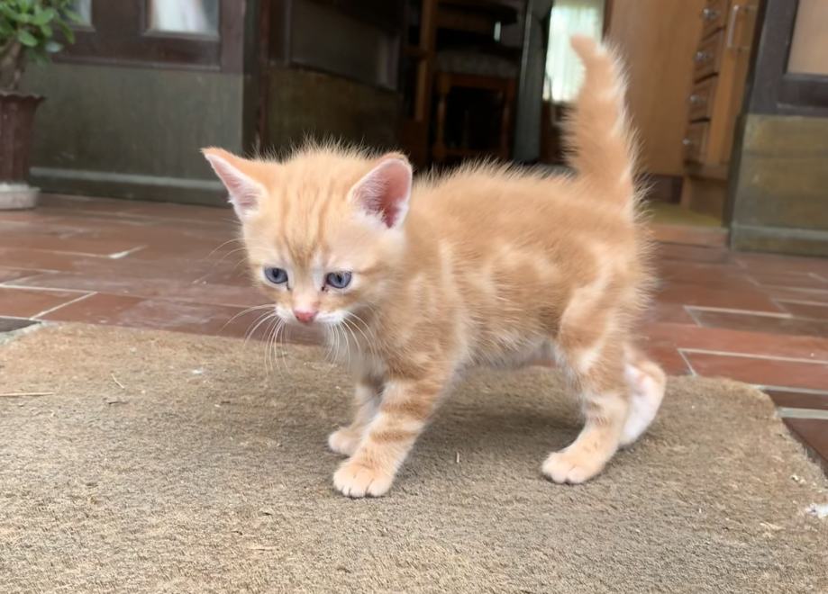 Prekrasna mala maca traži novi dom