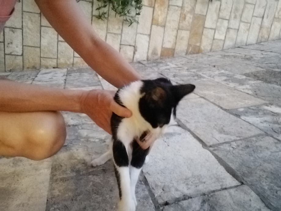 Prekrasna umiljata ulična maca traži dom