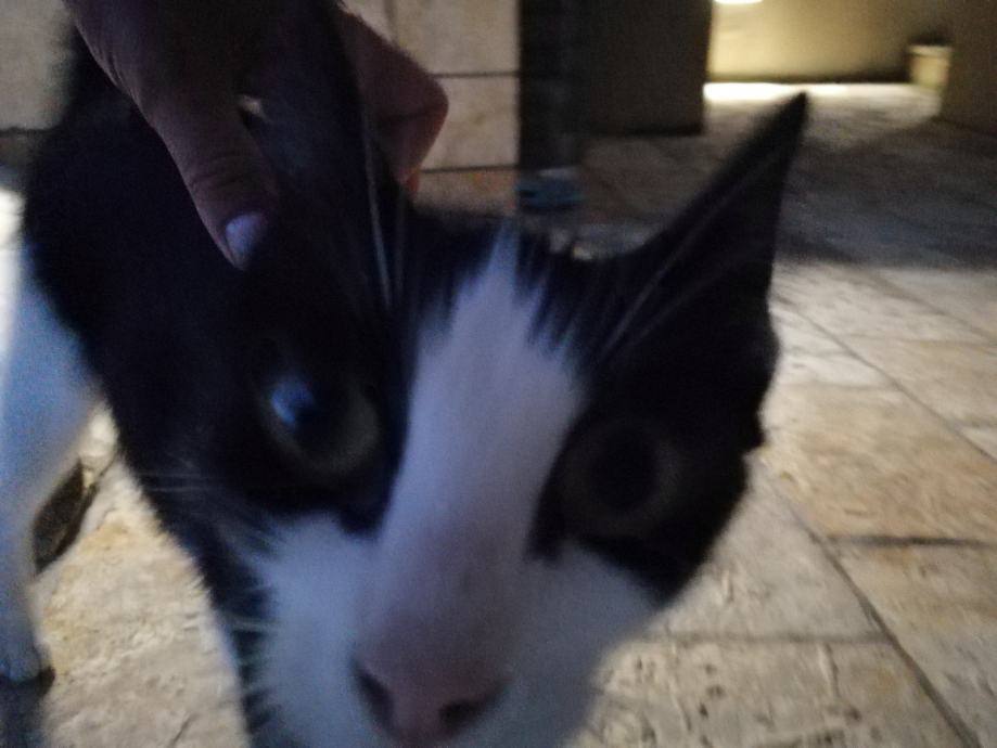 Prekrasna umiljata ulična maca traži dom