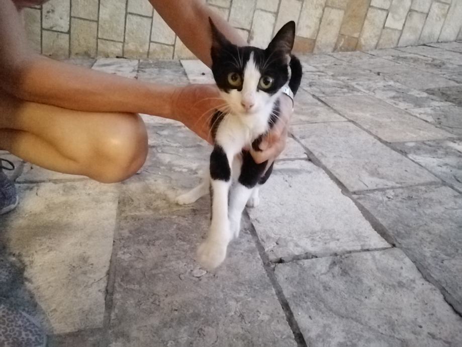 Prekrasna umiljata ulična maca traži dom