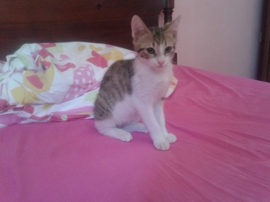 Prekrasni mačić Glišo traži dom