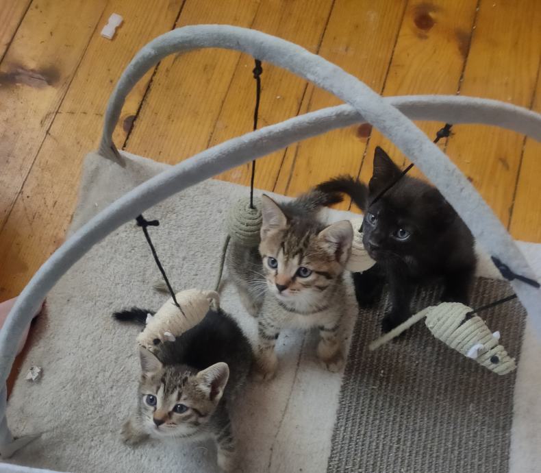 Prekrasni mačići na dar