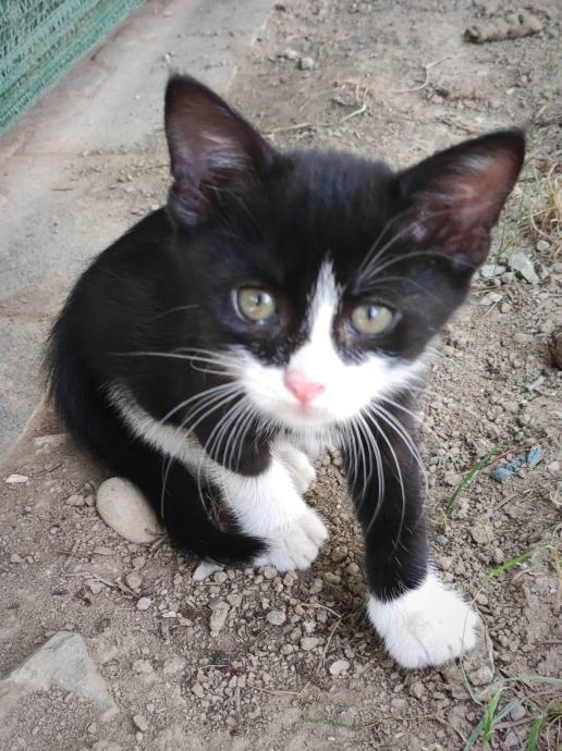 Prekrasni mačići traže dom - Rakitje, Sv Nedelja