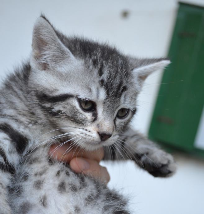 Prelatke tigraste mace traže dobar dom