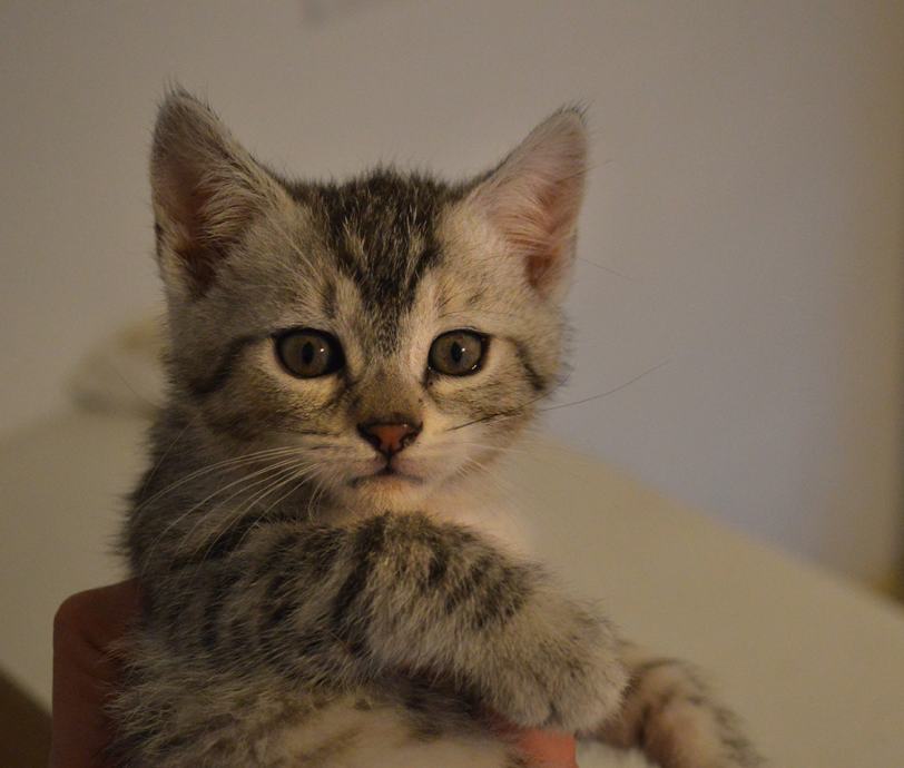 Prelatke tigraste mace traže dobar dom