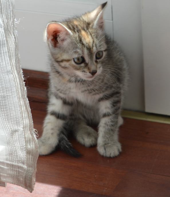 Prelatke tigraste mace traže dobar dom