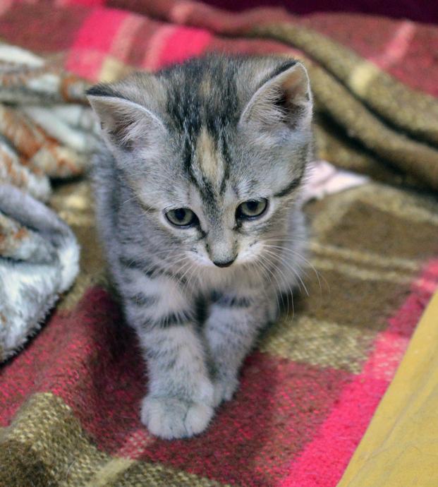 Prelatke tigraste mace traže dobar dom