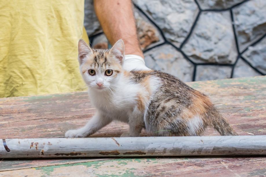 Preslatka trobojna mačkica traži udomitelje