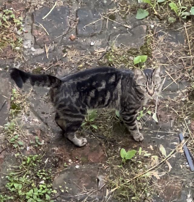 Mlada tigrasta umiljata čista mačka traži dom