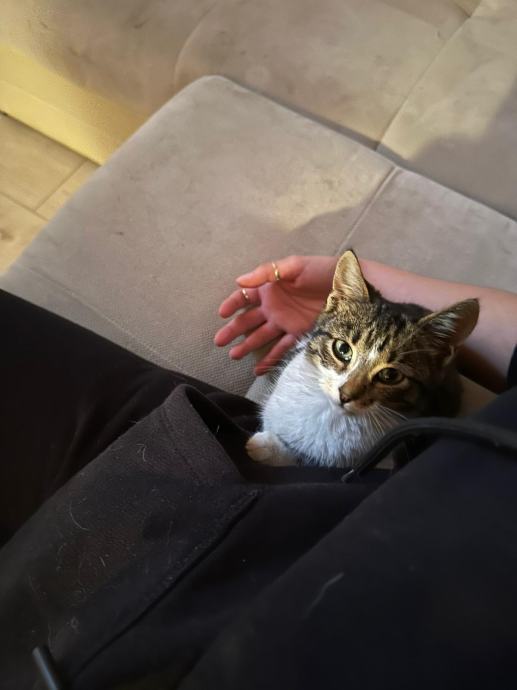 Rovinj-predivna maca