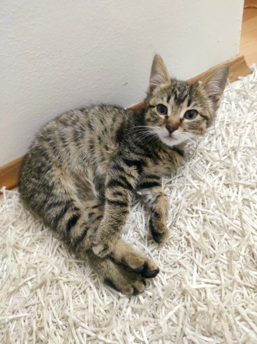 Rovinj-predivna maca