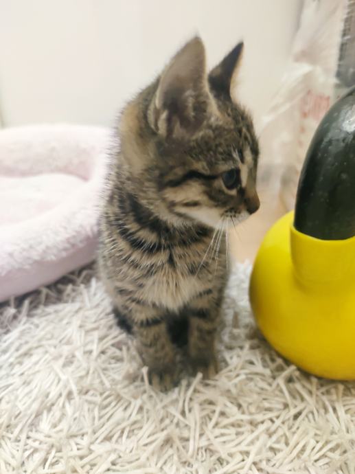 Rovinj-predivna maca