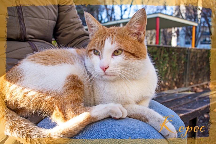 Šarmatni Kepec traži samo svoje ljude