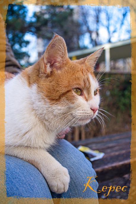 Šarmatni Kepec traži samo svoje ljude