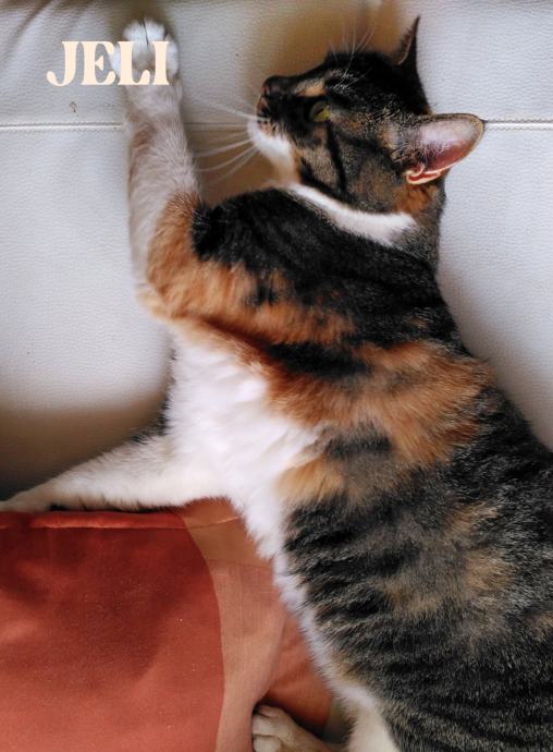 Zaigrana maza Jelly čeka na vas