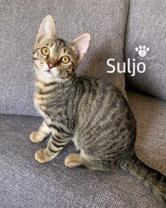 SULJO