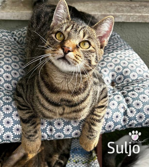 SULJO