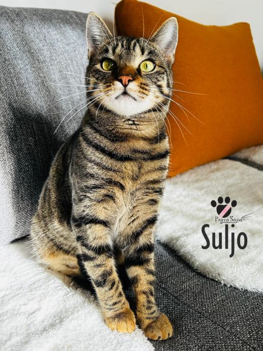 SULJO