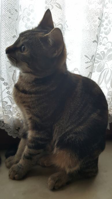 Tigraste sarene mace (5mj.)