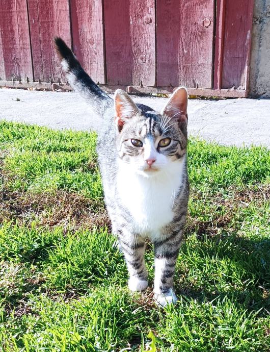 Tigrasto-bijela maca traži dom