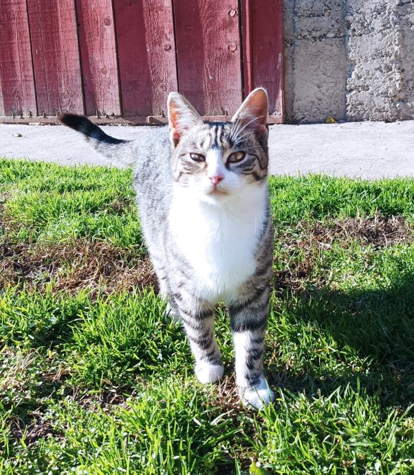 Tigrasto-bijela maca traži dom