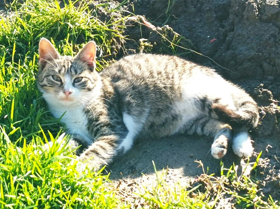 Tigrasto-bijela maca traži dom