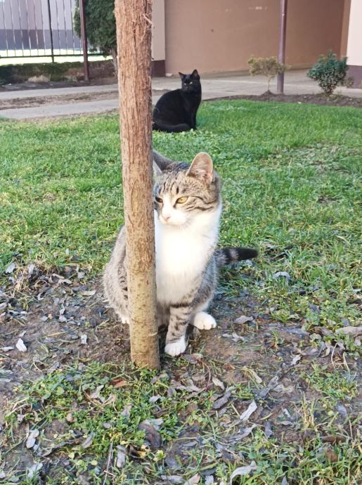 Tigrasto-bijela maca traži dom