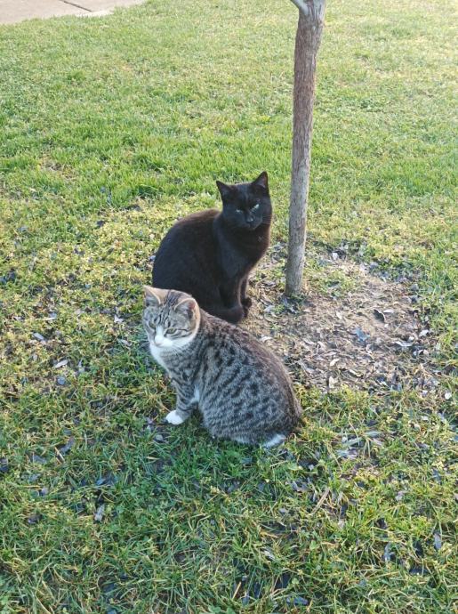 Tigrasto-bijela maca traži dom