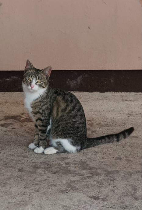 Tigrasto-bijela maca traži dom