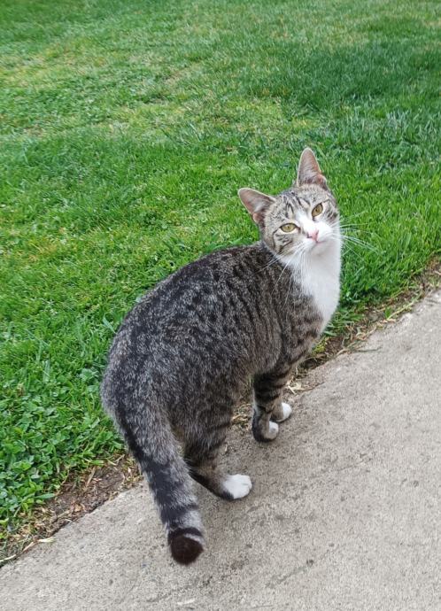 Tigrasto-bijela maca traži dom