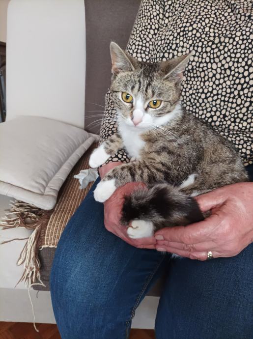 Tigrasto-bijela maca traži dom