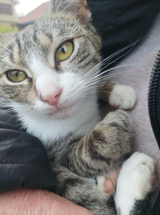 Tigrasto-bijela maca traži dom